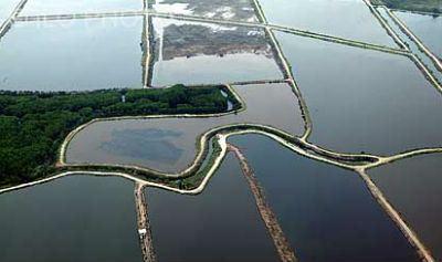 Pescanova confirma que, efectivamente, se vendieron activos de la firma ...