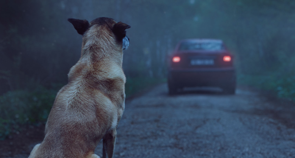 Un Emocionante Vídeo Centra Una Campaña Contra El Abandono De Mascotas